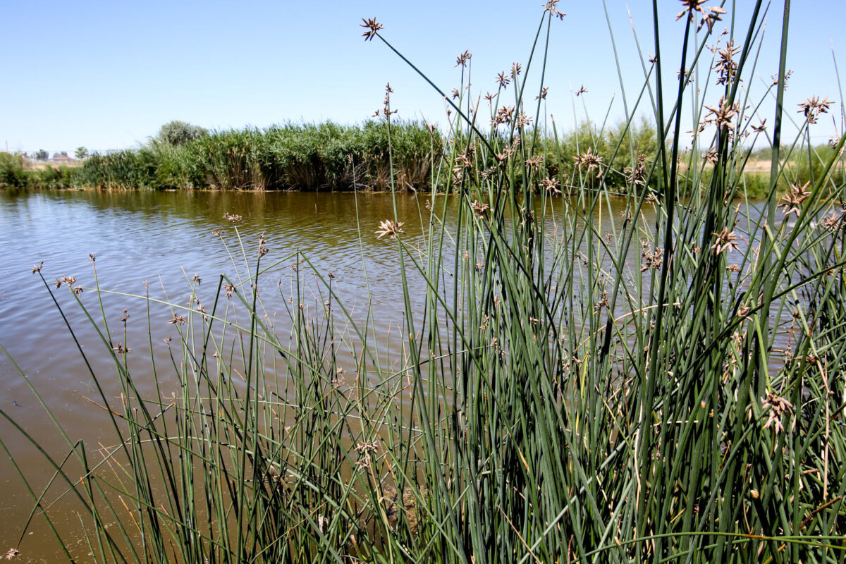 Officials work to keep Steed Pond, other waters, healthy | News, Sports ...